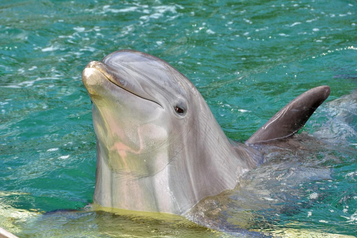 Nimbus (DQH) | Captive Cetaceans Wiki | Fandom