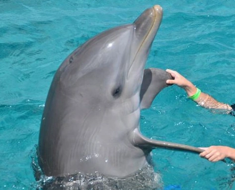 Caiyo (DAC) | Captive Cetaceans Wiki | Fandom