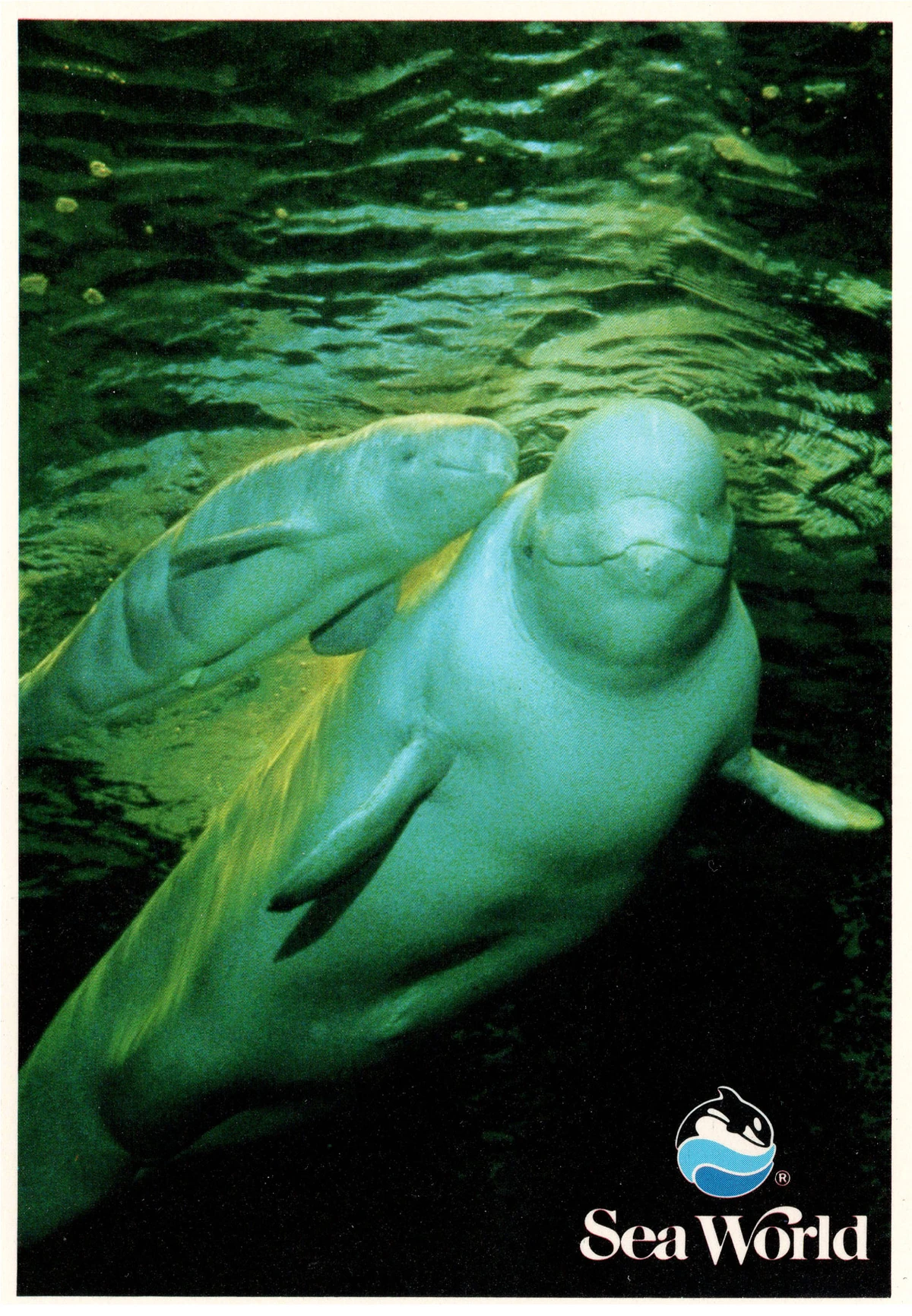 SWC-DL-B8401 | Captive Cetaceans Wiki | Fandom