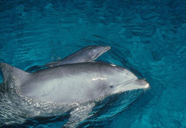 Eva Tin Captive Cetaceans Wiki Fandom
