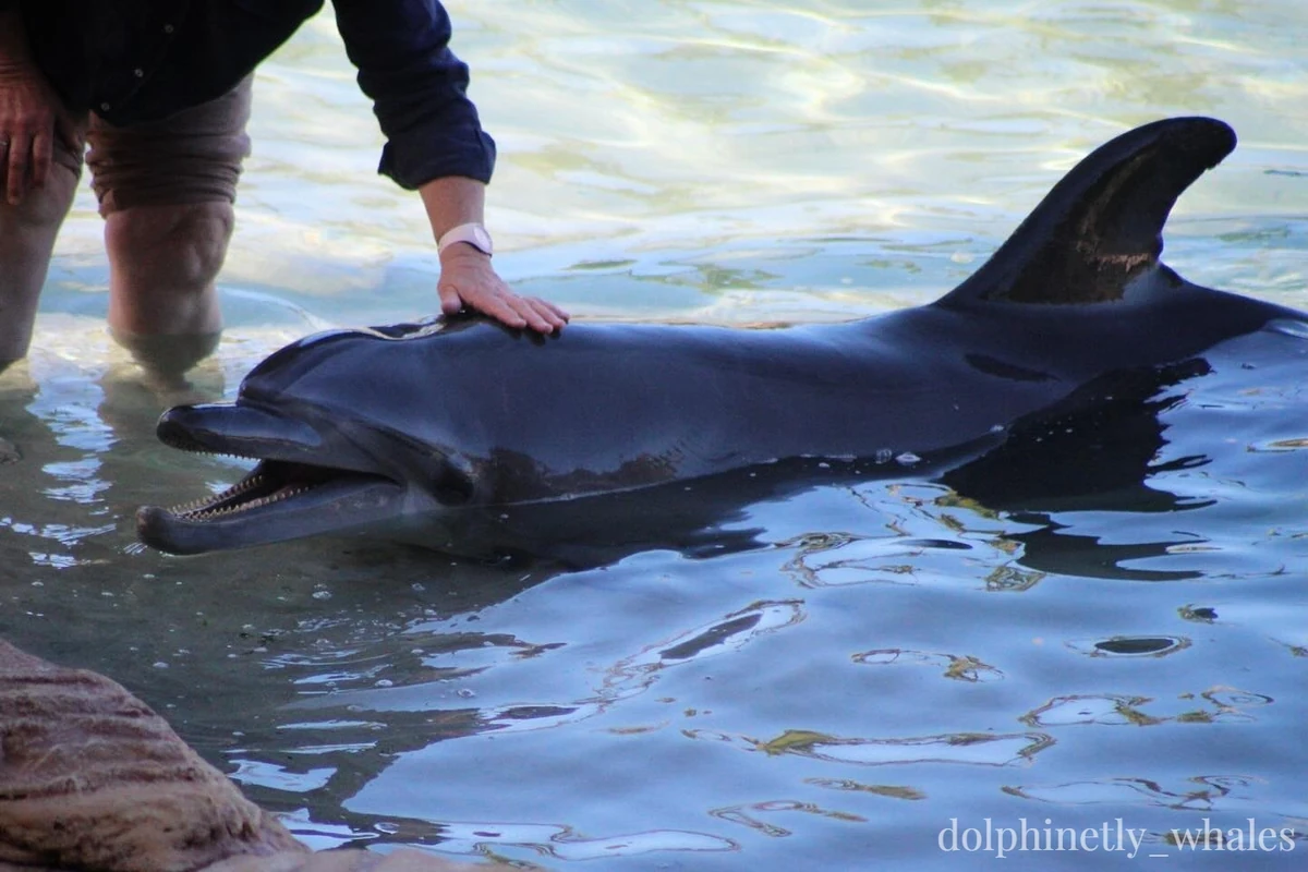 Moki (SWGC) | Captive Cetaceans Wiki | Fandom