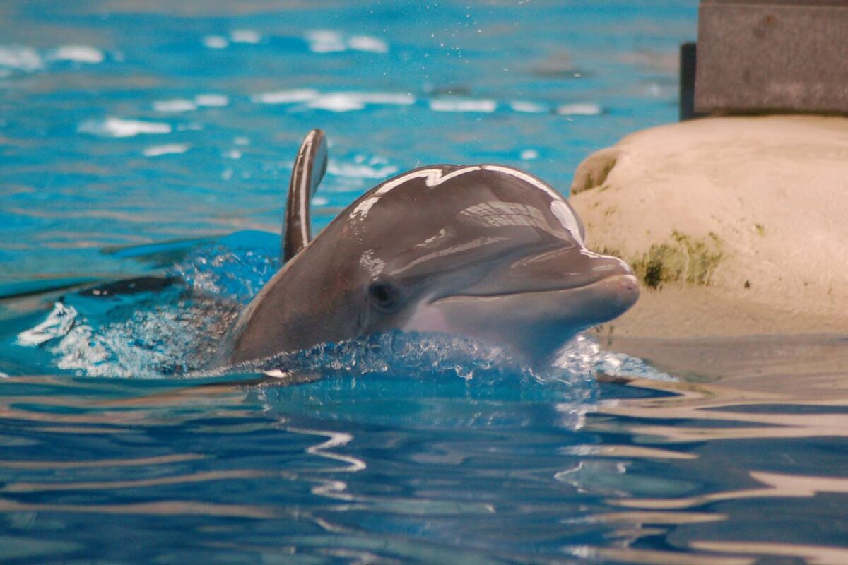 Jett Indz Captive Cetaceans Wiki Fandom