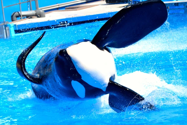 Tilikum (SWF) | Captive Cetaceans Wiki | Fandom