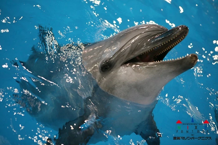 Milk (NMPN) | Captive Cetaceans Wiki | Fandom