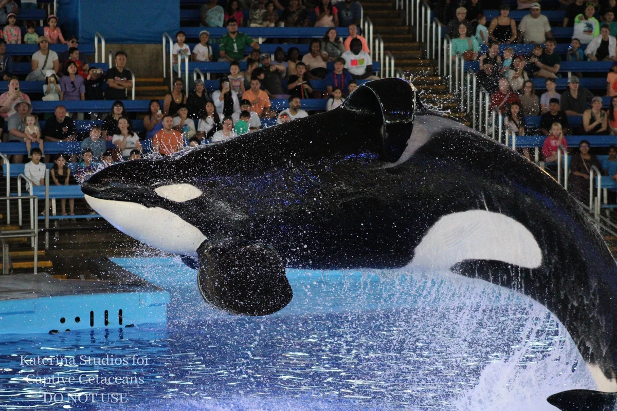 Tuar (SWT) | Captive Cetaceans Wiki | Fandom