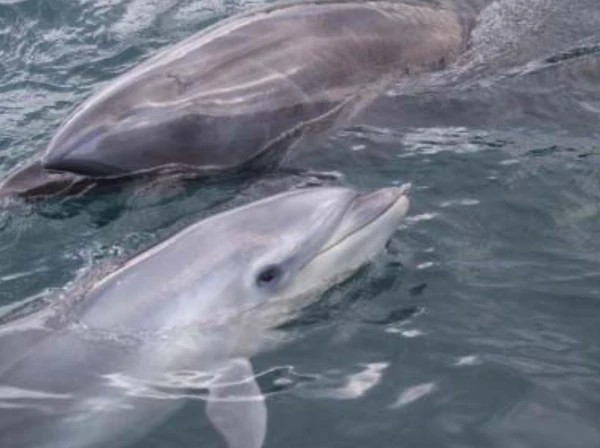 Misaki (MP) | Captive Cetaceans Wiki | Fandom