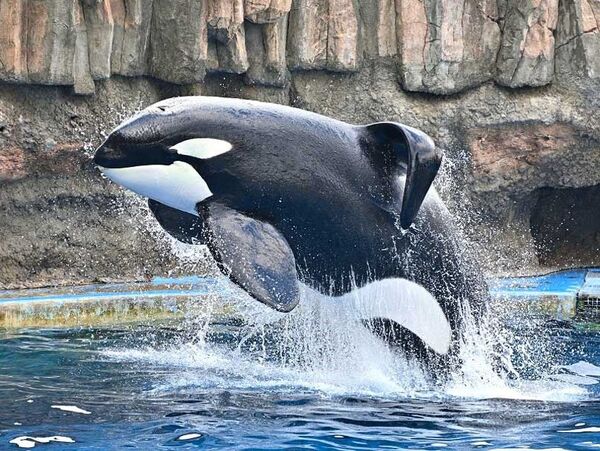Earth Pnpa Captive Cetaceans Wiki Fandom
