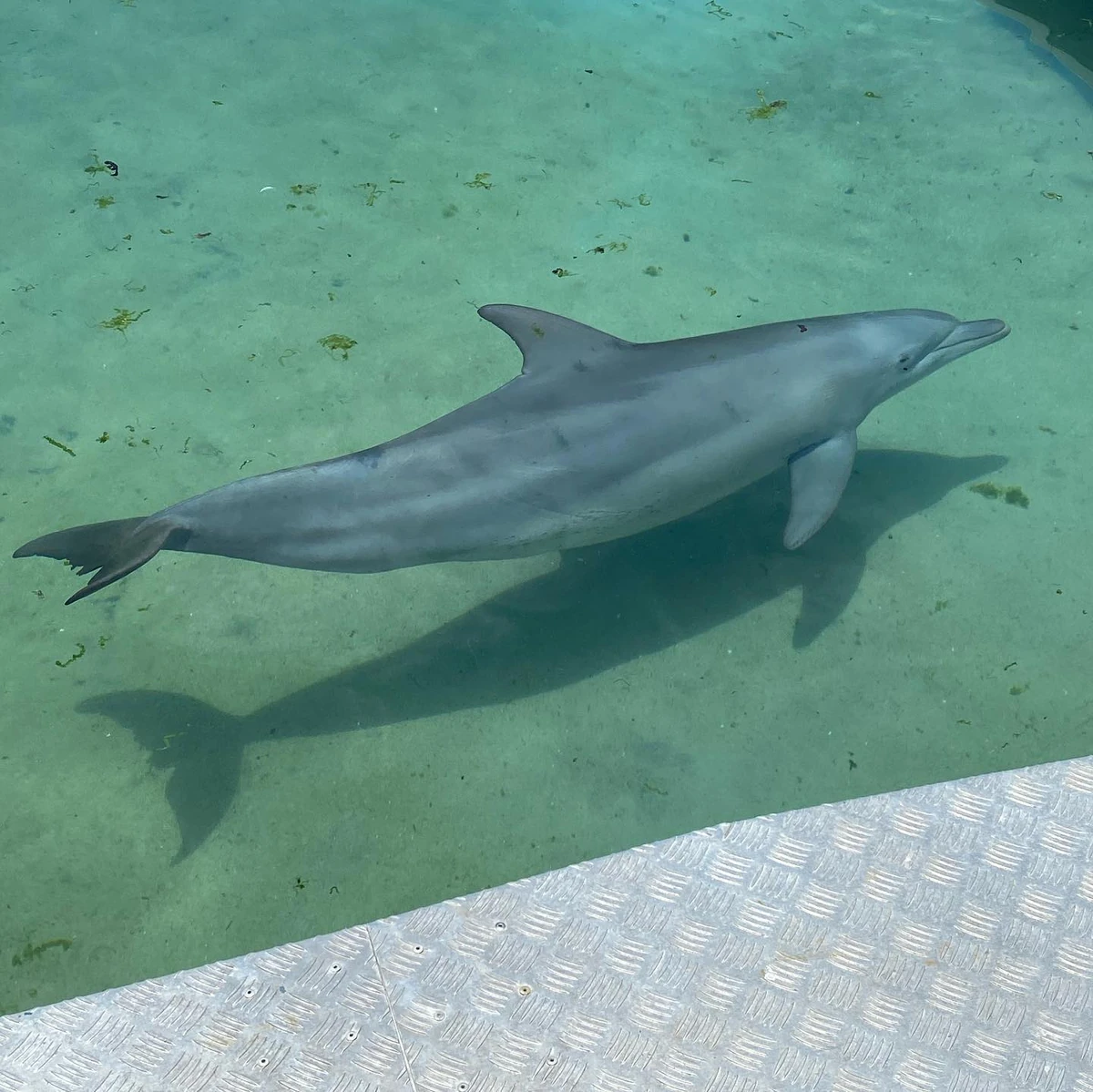 Nudge (SWGC) | Captive Cetaceans Wiki | Fandom