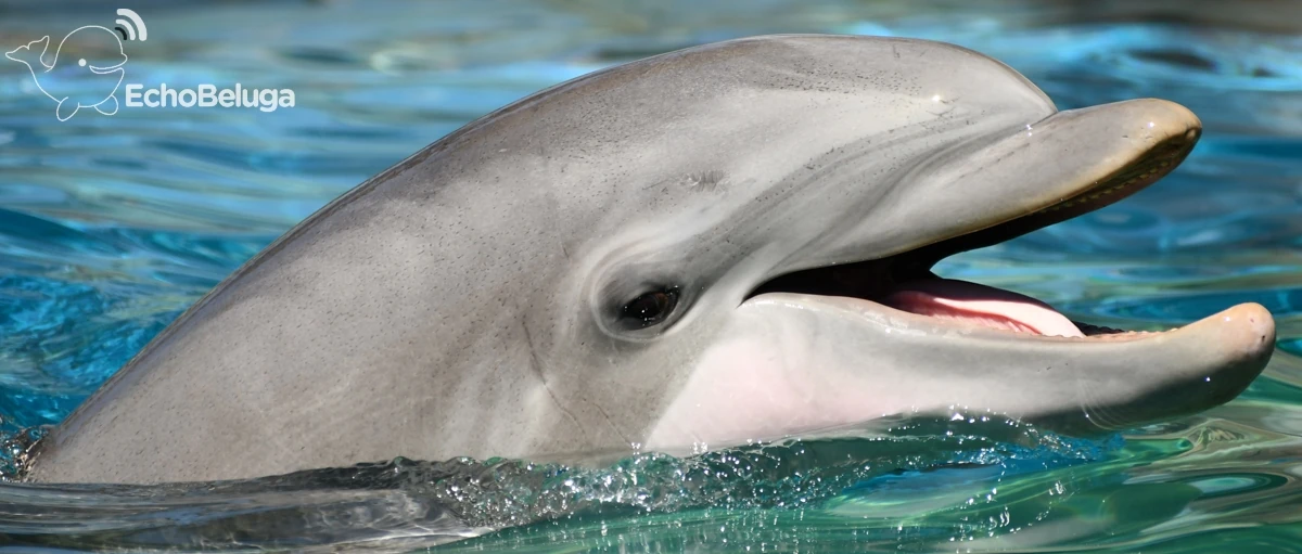 Yar (SWF) | Captive Cetaceans Wiki | Fandom