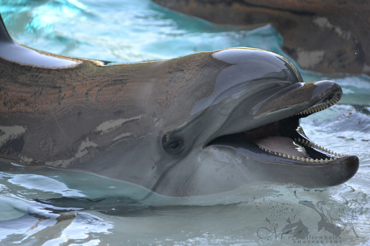 Sonar Mlc Captive Cetaceans Wiki Fandom