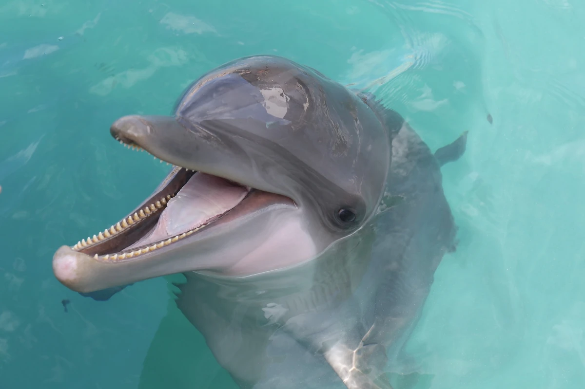 Devon (DQB) | Captive Cetaceans Wiki | Fandom