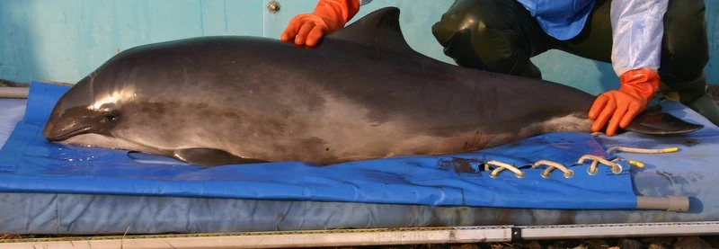 Teppei (OTA) | Captive Cetaceans Wiki | Fandom