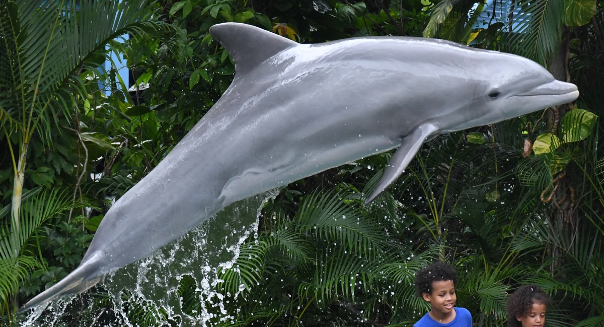 Aurora II (SWF) | Captive Cetaceans Wiki | Fandom