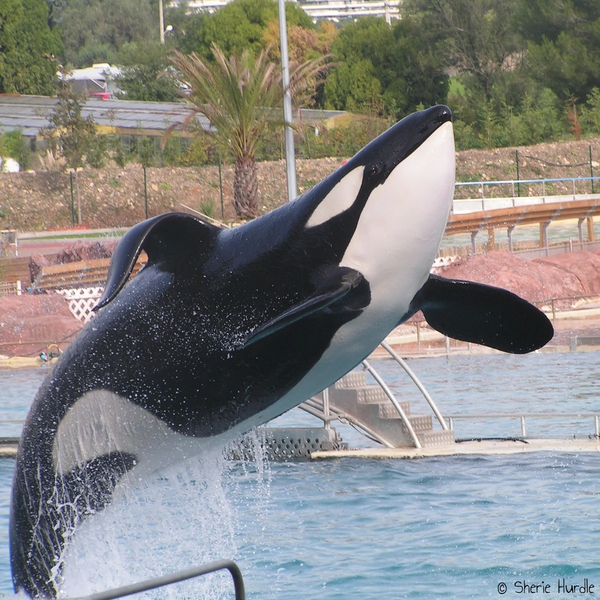 Kim II (MLA) | Captive Cetaceans Wiki | Fandom