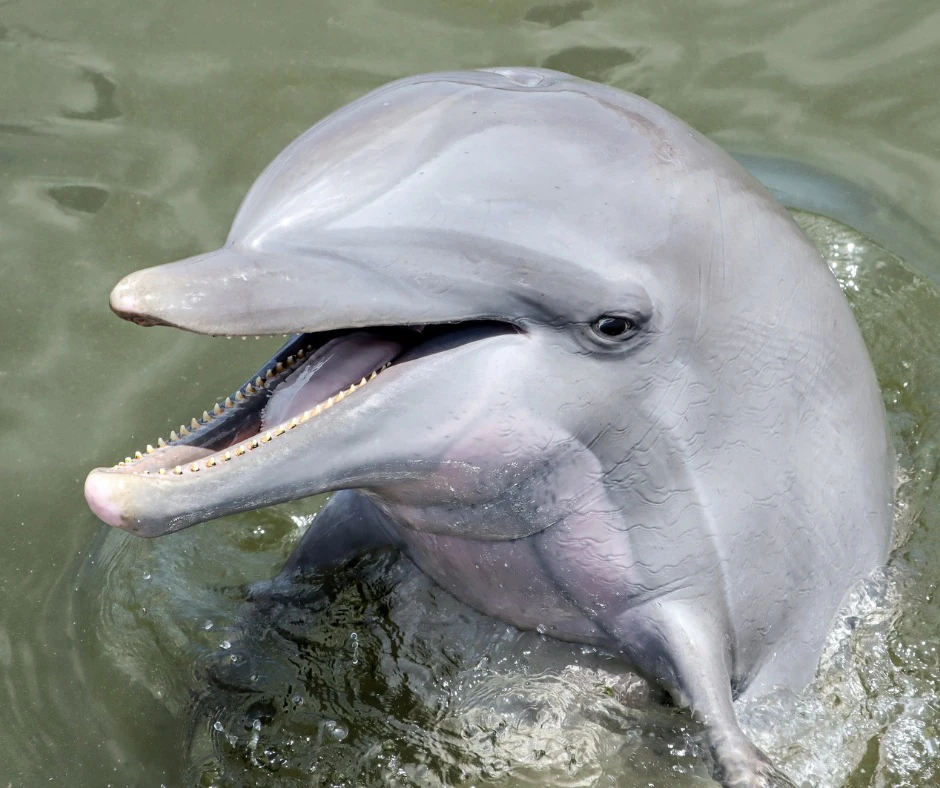 Pandora (DRC) | Captive Cetaceans Wiki | Fandom