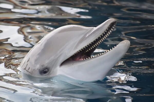 Mohana Dso Captive Cetaceans Wiki Fandom
