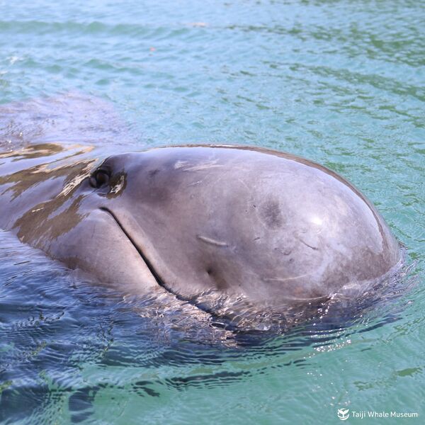 Senta Twm Captive Cetaceans Wiki Fandom
