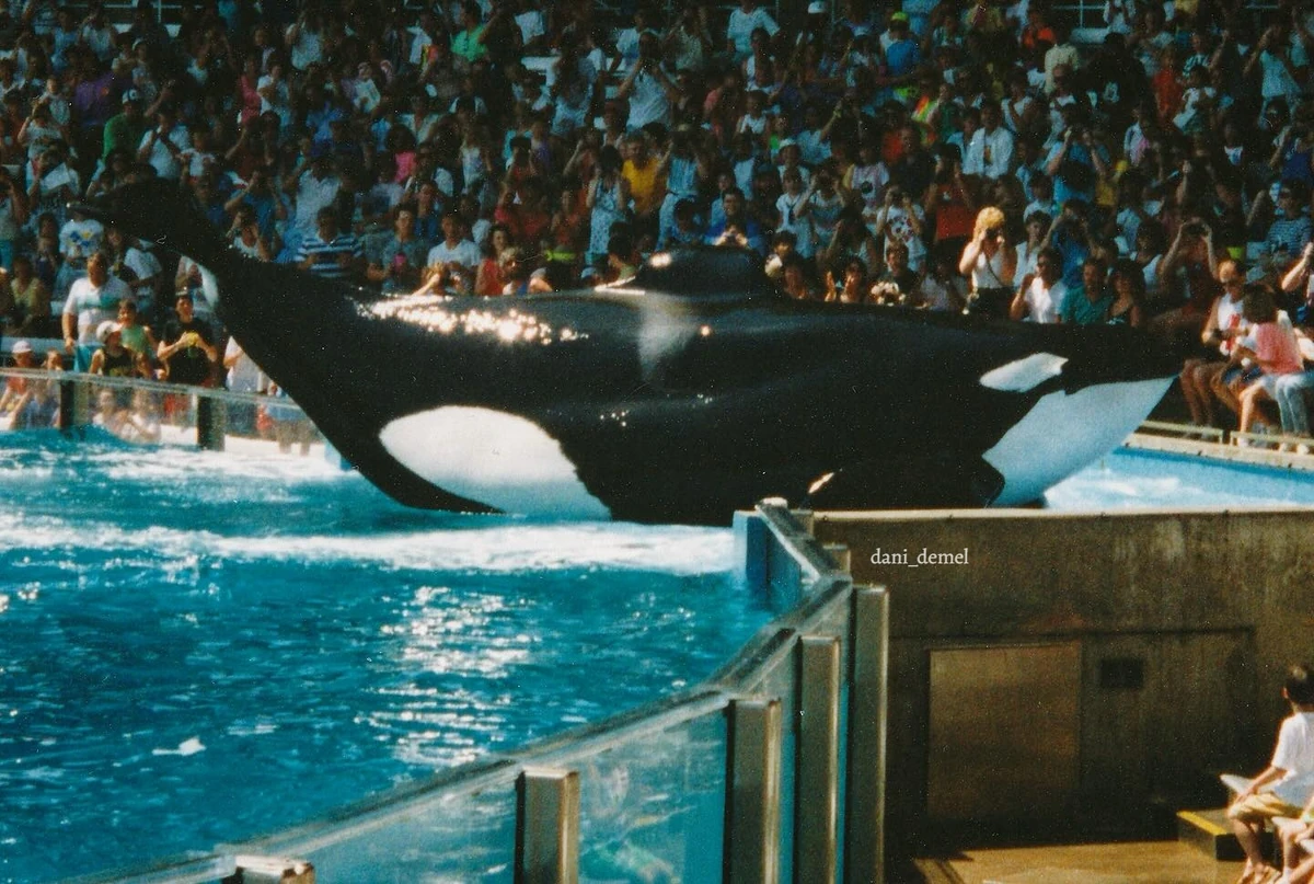 Kanduke (SWF) | Captive Cetaceans Wiki | Fandom