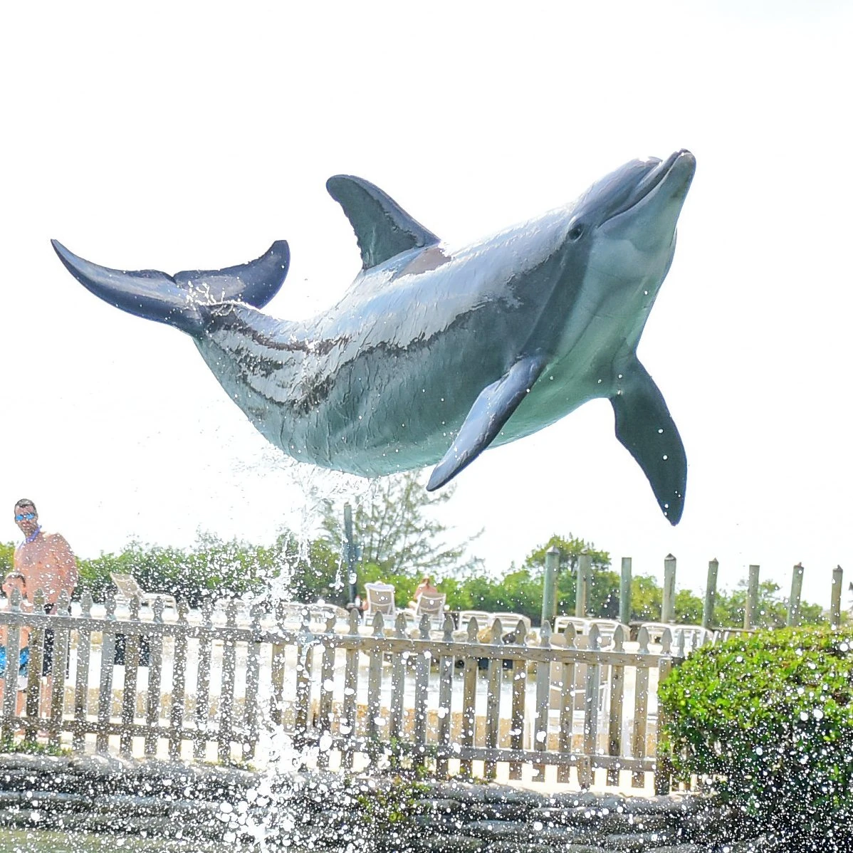 Tatem (CWOP) | Captive Cetaceans Wiki | Fandom