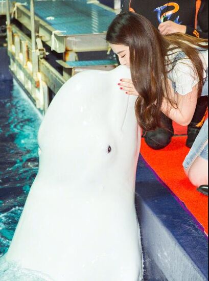 Tiber Cok Captive Cetaceans Wiki Fandom