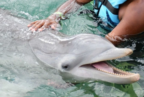 Soraida (DD) | Captive Cetaceans Wiki | Fandom