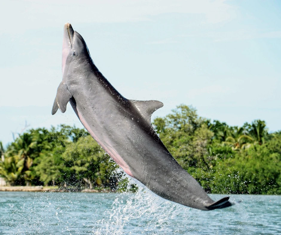 Talon (DRC) | Captive Cetaceans Wiki | Fandom