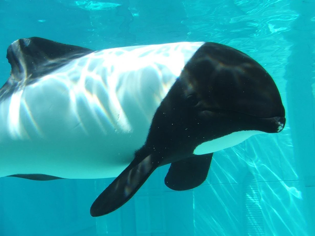 Keebler (AQO) | Captive Cetaceans Wiki | Fandom