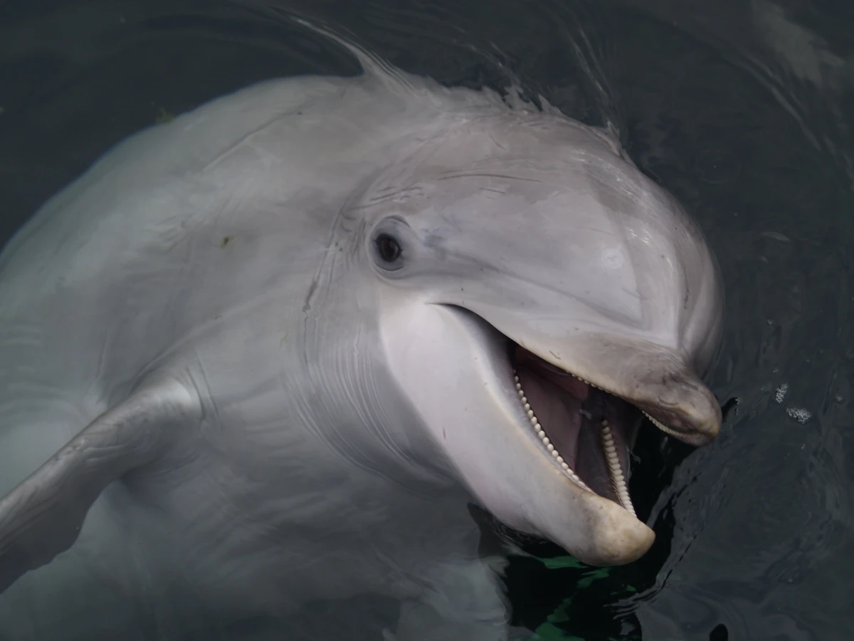 Spat (MLCA) | Captive Cetaceans Wiki | Fandom