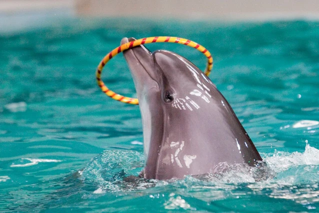 Fekla (DDM) | Captive Cetaceans Wiki | Fandom