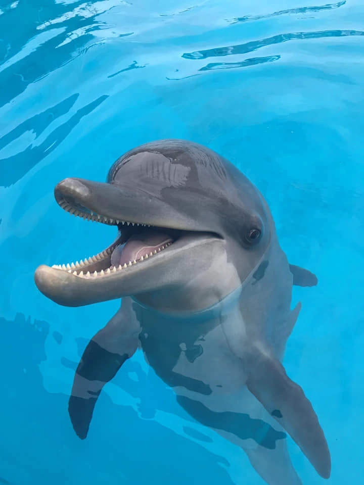Maddie (IMMS) | Captive Cetaceans Wiki | Fandom