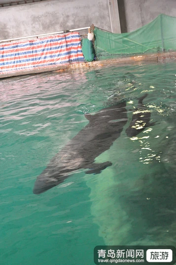 Aibao (QHPOW) | Captive Cetaceans Wiki | Fandom