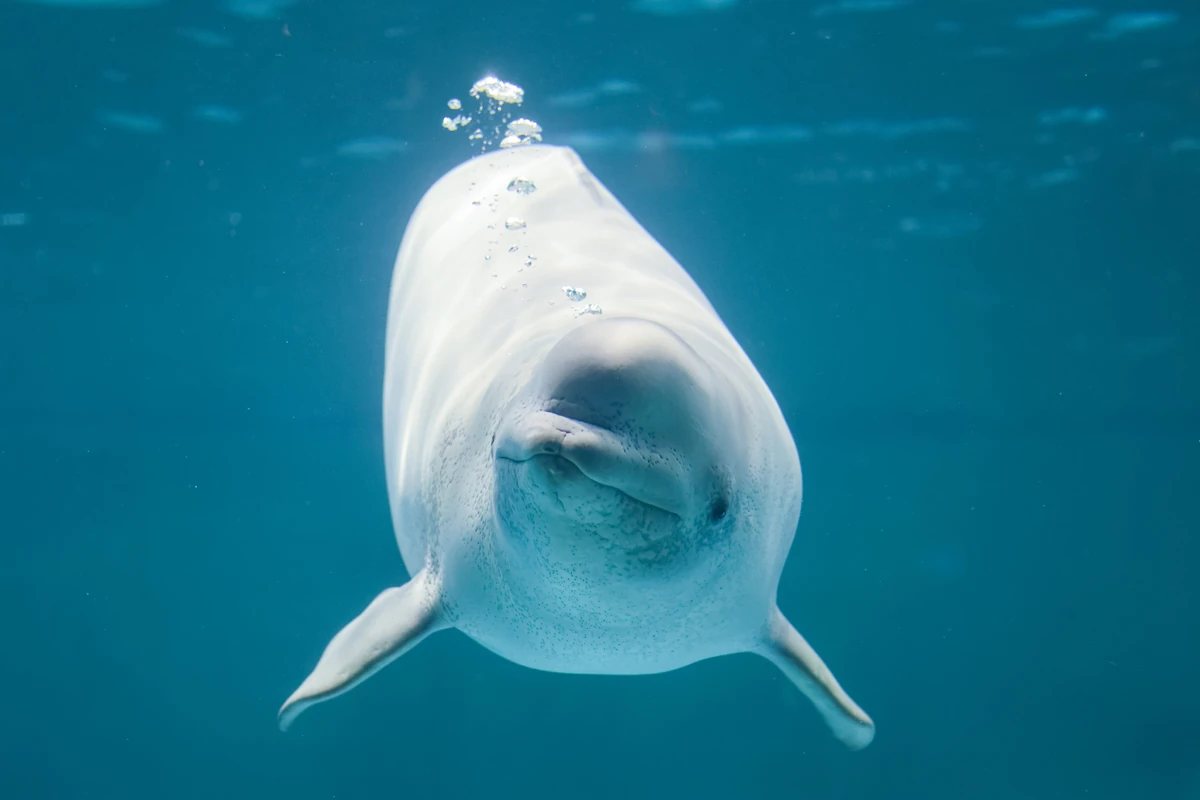 Lina (KSW) | Captive Cetaceans Wiki | Fandom