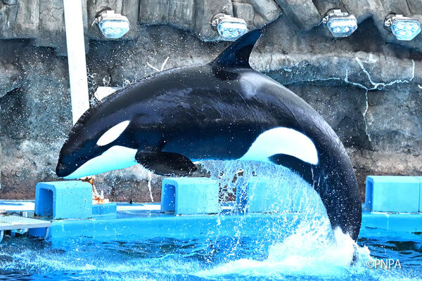 Lynn Pnpa Captive Cetaceans Wiki Fandom