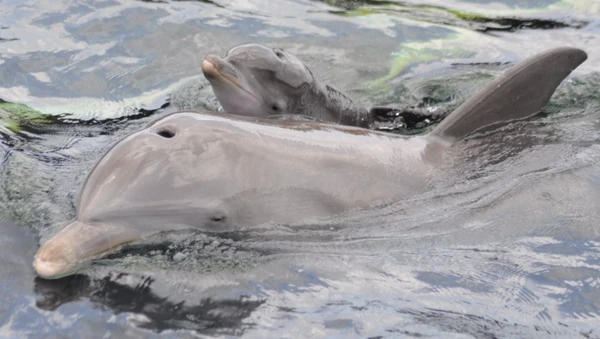 Frida (DD) | Captive Cetaceans Wiki | Fandom