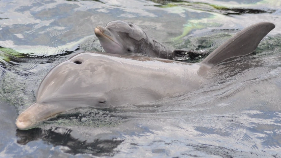 Frida (DD) | Captive Cetaceans Wiki | Fandom