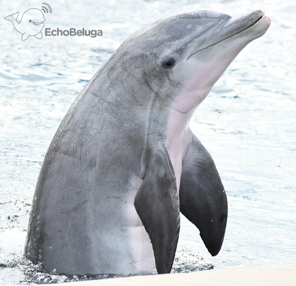 Malabar (GMAP) | Captive Cetaceans Wiki | Fandom