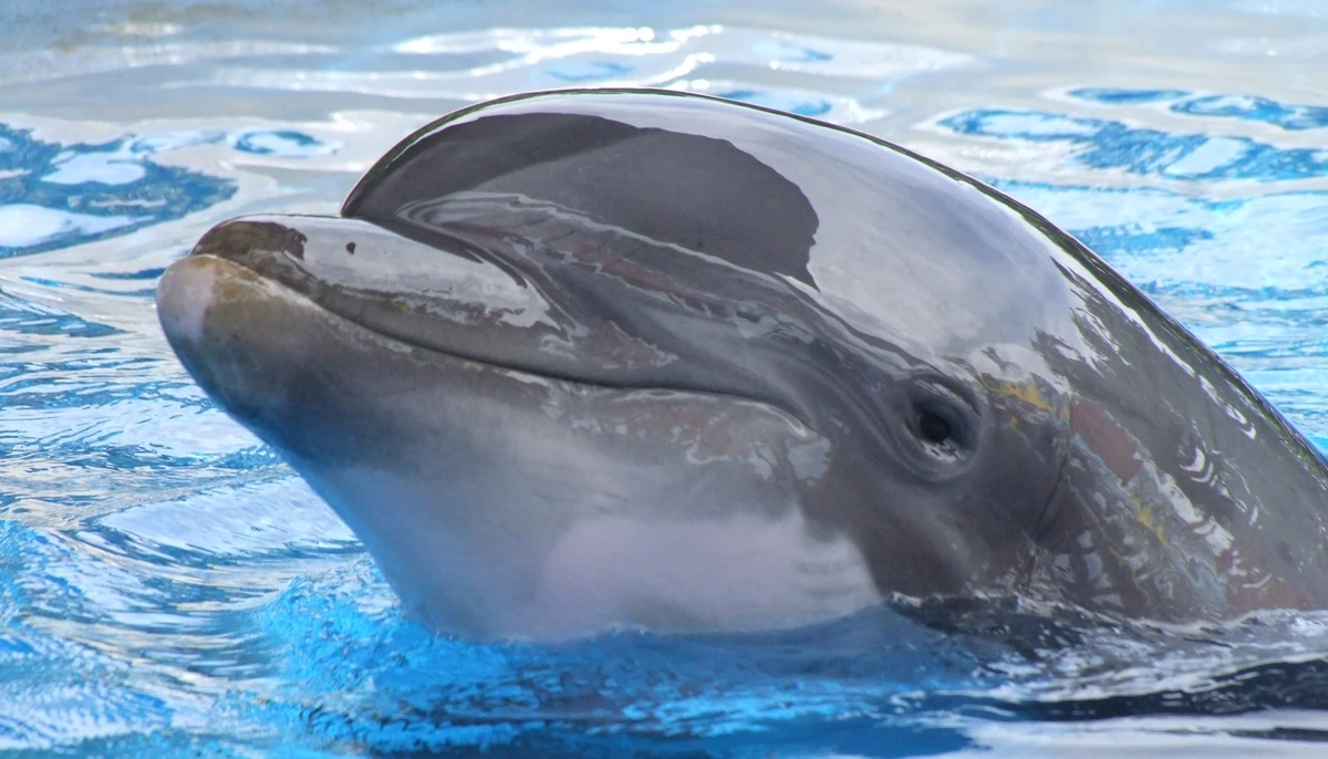 Starkey (SWF) | Captive Cetaceans Wiki | Fandom