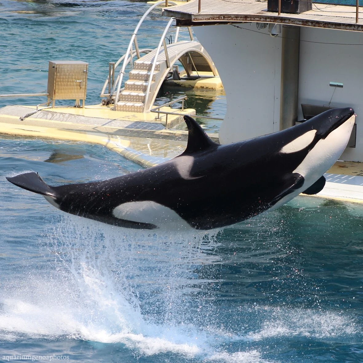 Wikie (MLA) | Captive Cetaceans Wiki | Fandom