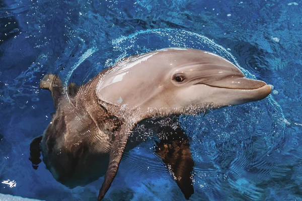 Apollo (CMA) | Captive Cetaceans Wiki | Fandom
