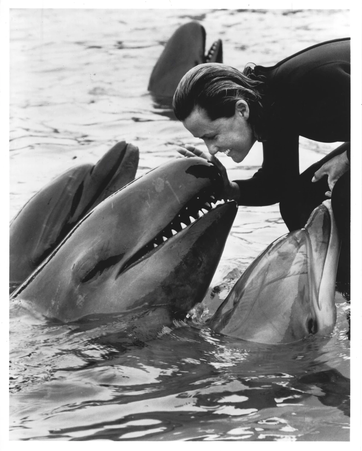 Akita (SWO) | Captive Cetaceans Wiki | Fandom