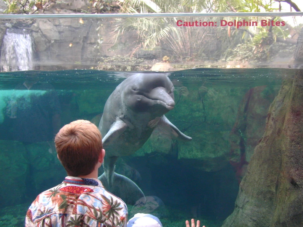 Chuckles (PIT) | Captive Cetaceans Wiki | Fandom