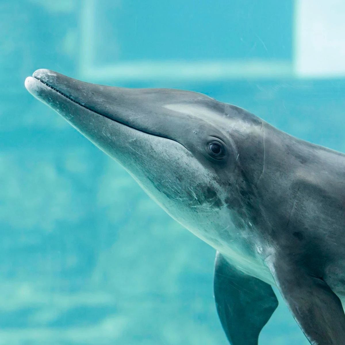 Rudolph II (CMA) | Captive Cetaceans Wiki | Fandom