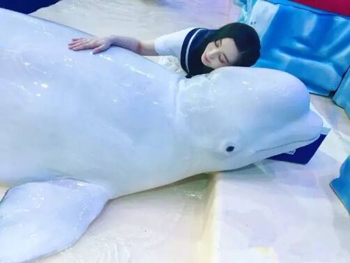 Tiber Cok Captive Cetaceans Wiki Fandom
