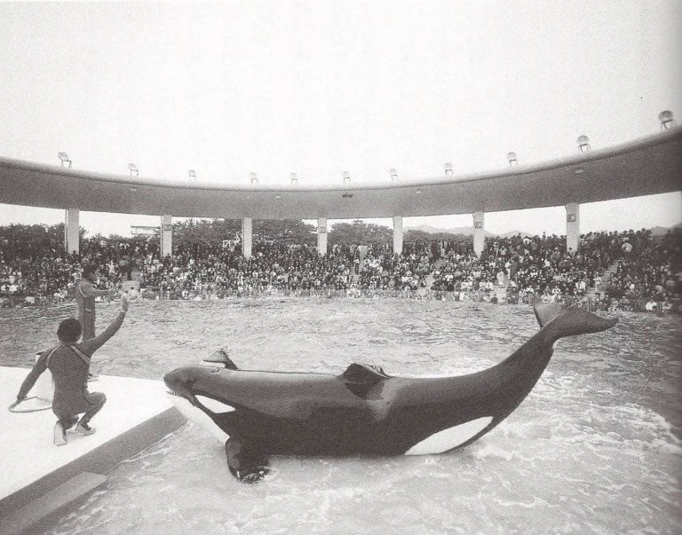 Caren (KSW) | Captive Cetaceans Wiki | Fandom