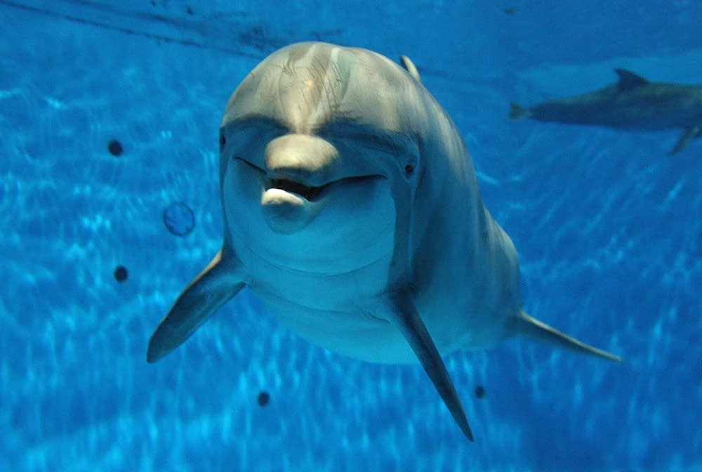 April (MIZ) | Captive Cetaceans Wiki | Fandom