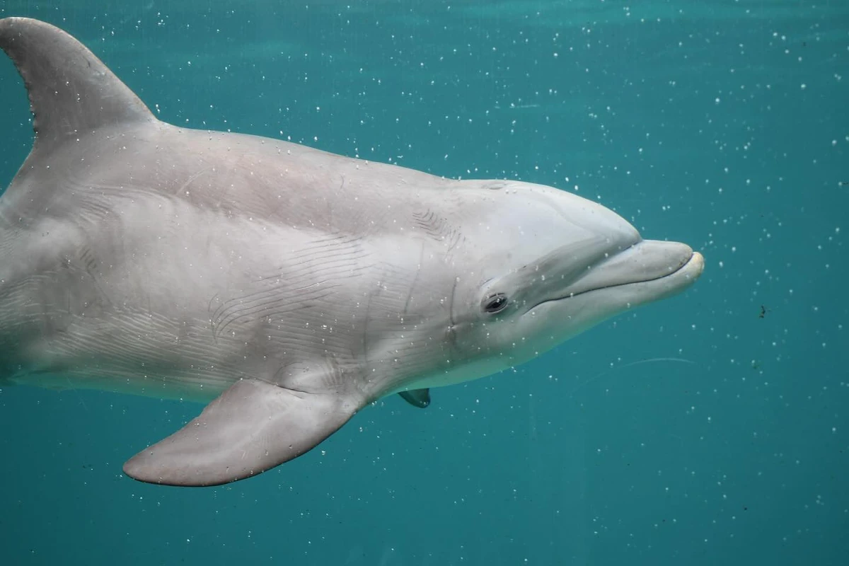 Archer (MSAQ) | Captive Cetaceans Wiki | Fandom