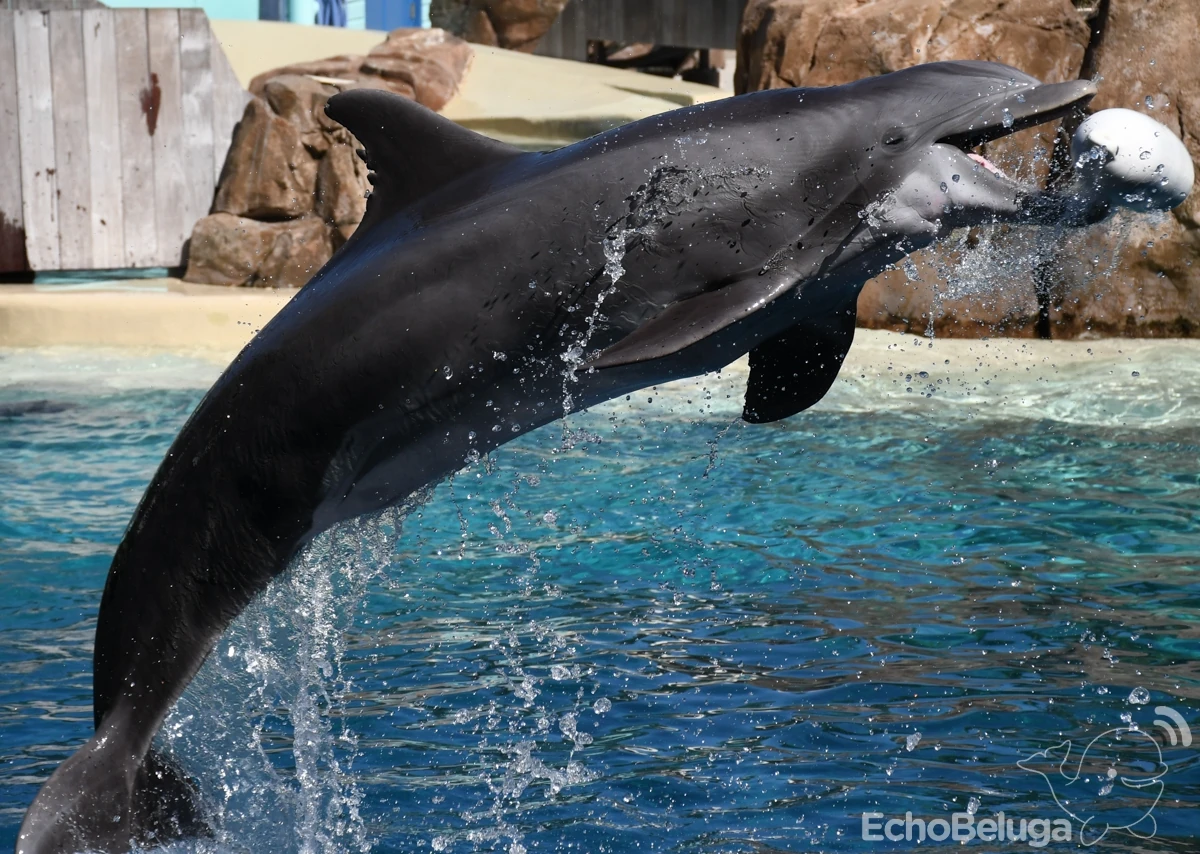 Alejandro (SWF) | Captive Cetaceans Wiki | Fandom
