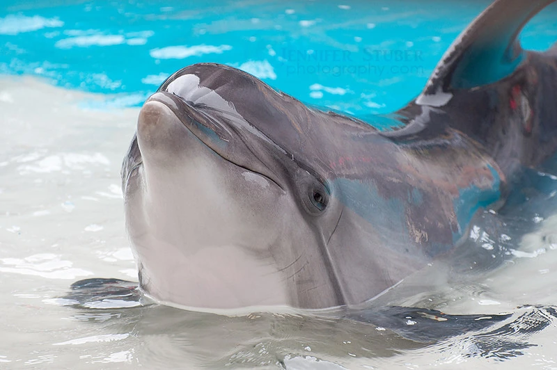 Lida (MLC) | Captive Cetaceans Wiki | Fandom