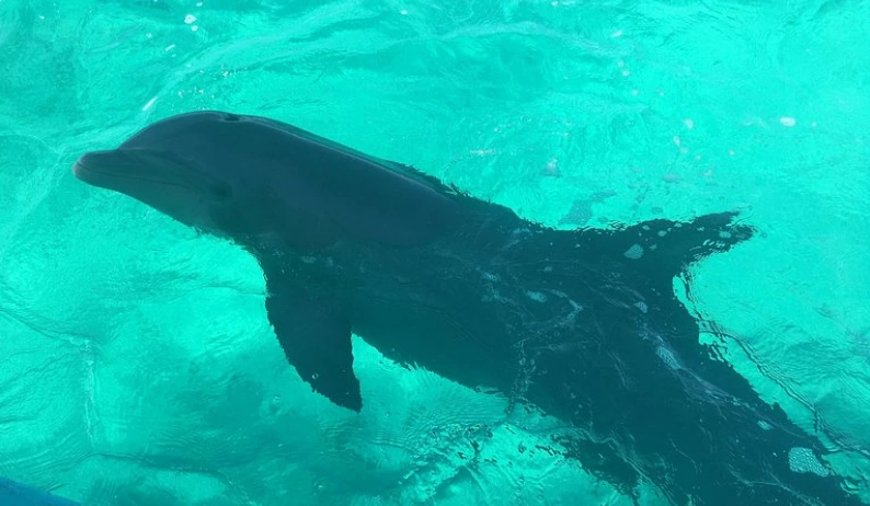 Exuma (UDE) | Captive Cetaceans Wiki | Fandom