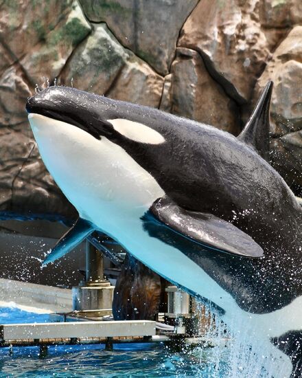 Corky II (SWC) | Captive Cetaceans Wiki | Fandom Corky II (SWC) | Captive Cetaceans Wiki | Fandom